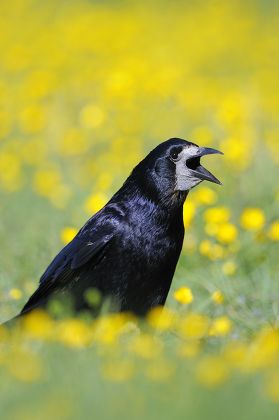 Rook Corvus Frugilegus Adult Calling Standing Editorial Stock Photo ...