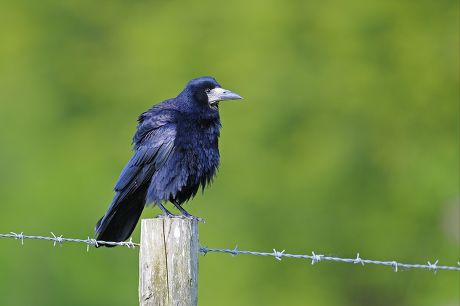 40 Rooks farm Stock Pictures, Editorial Images and Stock Photos ...