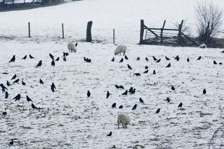 40 Rooks farm Stock Pictures, Editorial Images and Stock Photos ...