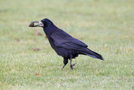 Rook Corvus Frugilegus Adult Pine Cone Editorial Stock Photo - Stock ...