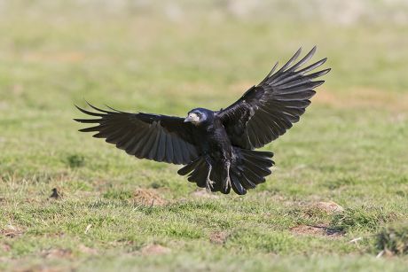 Rook Corvus Frugilegus Adult Flight Landing Editorial Stock Photo ...