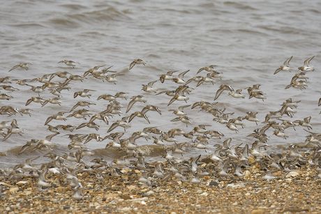 Sanderling Calidris Alba Flock Summer Plumage Editorial Stock Photo ...