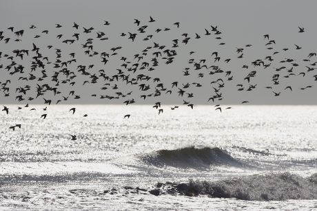 Sanderling Calidris Alba Flock Flight Silhouetted Editorial Stock Photo ...