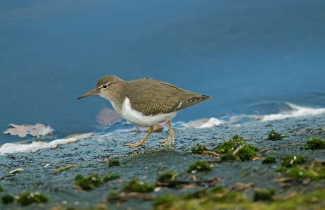 Spotted Sandpiper Actitis Macularia Adult Vagrant Editorial Stock Photo ...