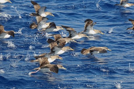 Corys Shearwater Calonectris Diomedia Flock Taking Editorial Stock ...
