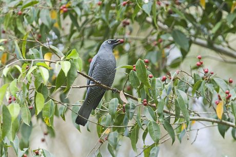 Barred Cuckooshrike Coracina Lineata Adult Feeding Editorial Stock ...