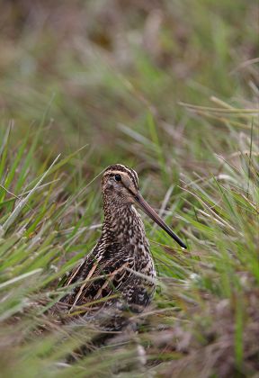 African Snipe Gallinago Nigripennis Aequatorialis Adult Editorial Stock ...