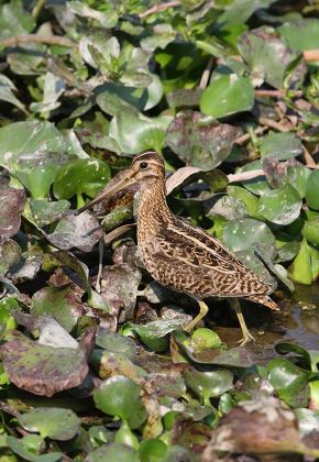 Pintail Snipe Gallinago Stenura Adult Foraging Editorial Stock Photo ...