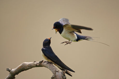 Barn Swallow Hirundo Rustica Adult Pair Editorial Stock Photo - Stock ...