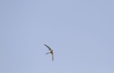 Crested Treeswift Hemiprocne Coronata Adult Female Editorial Stock ...