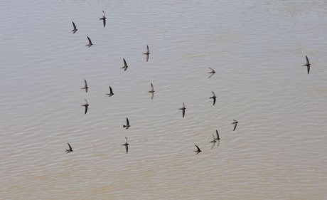 Common Swift Apus Apus Flock Flight Editorial Stock Photo - Stock Image ...