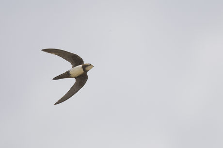 19 Alpine swift Stock Pictures, Editorial Images and Stock Photos ...