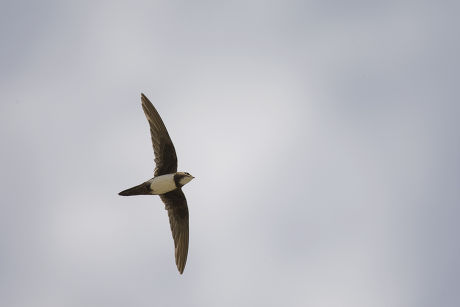 Alpine Swift Apus Melba Adult Flight Editorial Stock Photo - Stock ...