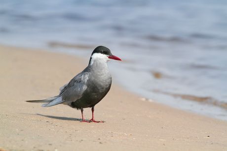 Whiskered Tern Chlidonias Hybridus Adult Breeding Editorial Stock Photo ...