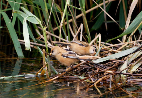 Bearded Tit Panurus Biarmicus Two Juveniles Editorial Stock Photo ...