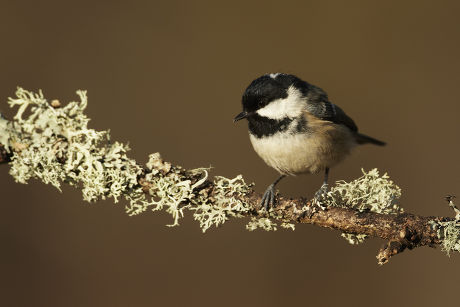 Coal Tit Periparus Ater Adult Peched Editorial Stock Photo - Stock ...