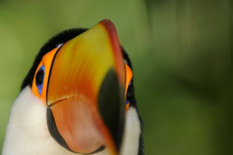 Toco Toucan Ramphastos Toco Adult Face Editorial Stock Photo - Stock ...