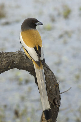 17 Treepies Stock Pictures, Editorial Images and Stock Photos ...