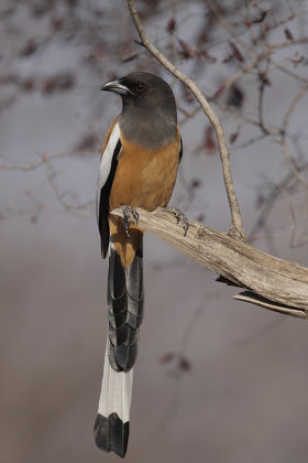 17 Treepies Stock Pictures, Editorial Images and Stock Photos ...