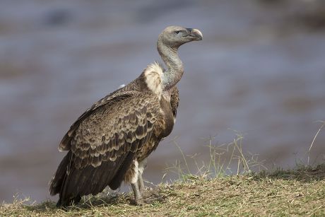 Rueppells Griffon Vulture Gyps Rueppellii Adult Editorial Stock Photo ...