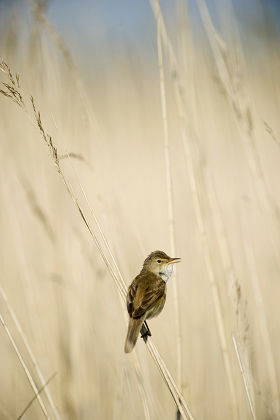 Eurasian Reedwarbler Acrocephalus Scirpaceus Adult Singing Editorial ...