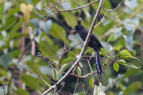 17 Treepies Stock Pictures, Editorial Images and Stock Photos ...