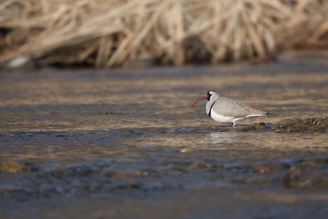 Ibisbill Ibidorhyncha Struthersii Adult Standing Water Editorial Stock ...