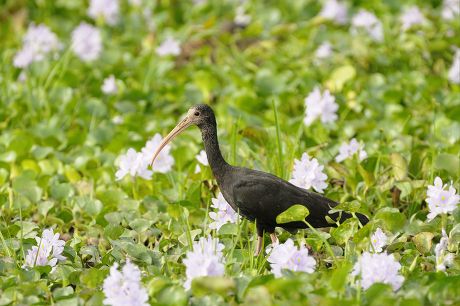 Barefaced Ibis Phimosus Infuscatus Adult Walking Editorial Stock Photo ...
