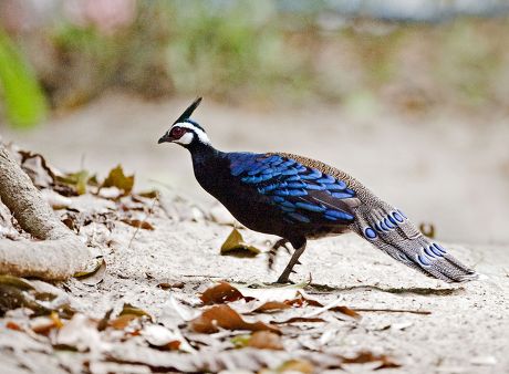 Palawan Peacockpheasant Polyplectron Napoleonis Adult Male Editorial ...