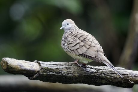 40 Geopelia Stock Pictures, Editorial Images and Stock Photos ...