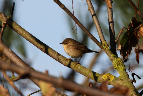Dusky Warbler Phylloscopus Fuscatus Adult Vagrant Editorial Stock Photo ...