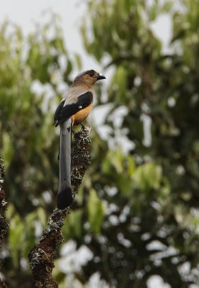 17 Treepies Stock Pictures, Editorial Images and Stock Photos ...