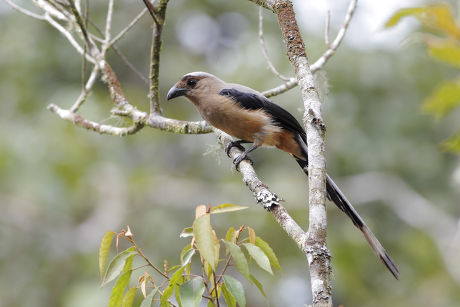 17 Treepies Stock Pictures, Editorial Images and Stock Photos ...