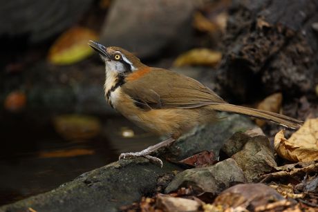 Lesser Necklaced Laughingthrush Garrulax Monileger Adult Editorial ...