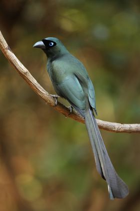 17 Treepies Stock Pictures, Editorial Images and Stock Photos ...