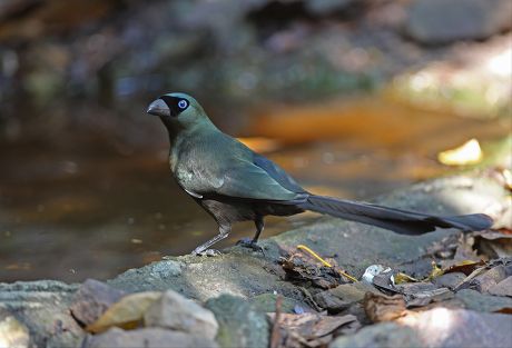 17 Treepies Stock Pictures, Editorial Images and Stock Photos ...