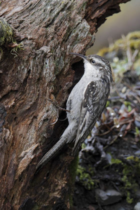 Bartailed Treecreeper Certhia Himalayana Adult Foraging Editorial Stock ...