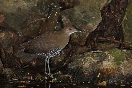 Slatylegged Crake Rallina Eurizonoides Telmatophila Immature Editorial ...