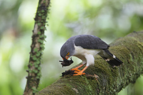 5 Bat hawk Stock Pictures, Editorial Images and Stock Photos | Shutterstock