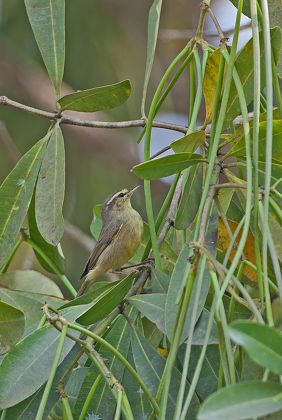 Tickells Leafwarbler Phylloscopus Affinis Adult Foraging Editorial ...