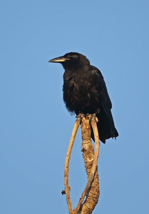 Cuban Crow Corvus Nasicus Adult Perched Editorial Stock Photo - Stock ...