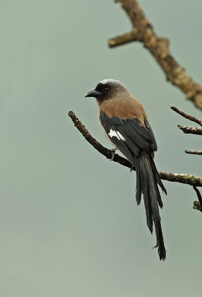 17 Treepies Stock Pictures, Editorial Images and Stock Photos ...