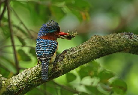 Banded Kingfisher Lacedo Pulchella Amabilis Adult Editorial Stock Photo ...