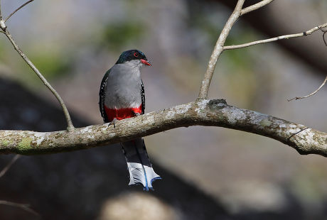 Cuban Trogon Priotelus Temnurus Temnurus Adult Editorial Stock Photo ...