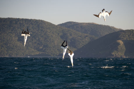 Cape Gannet Morus Capensis Four Adults Editorial Stock Photo - Stock ...