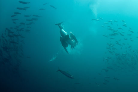 Cape Gannet Morus Capensis Two Adults Editorial Stock Photo - Stock ...