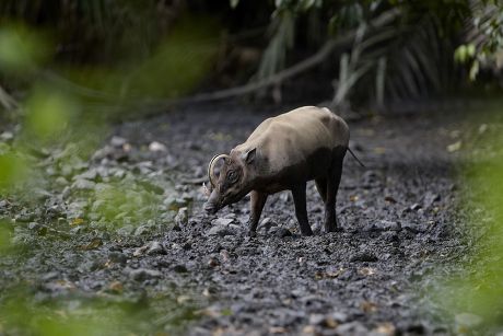 North Sulawesi Babirusa Babyrousa Celebensis Adult Editorial Stock ...