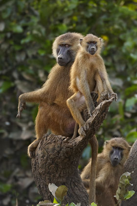 Guinea Baboon Papio Papio Adult Male Editorial Stock Photo - Stock ...