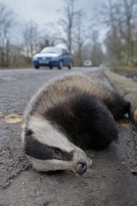 40 Dead badgers Stock Pictures, Editorial Images and Stock Photos ...