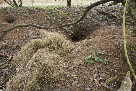 40 Badger nest Stock Pictures, Editorial Images and Stock Photos ...